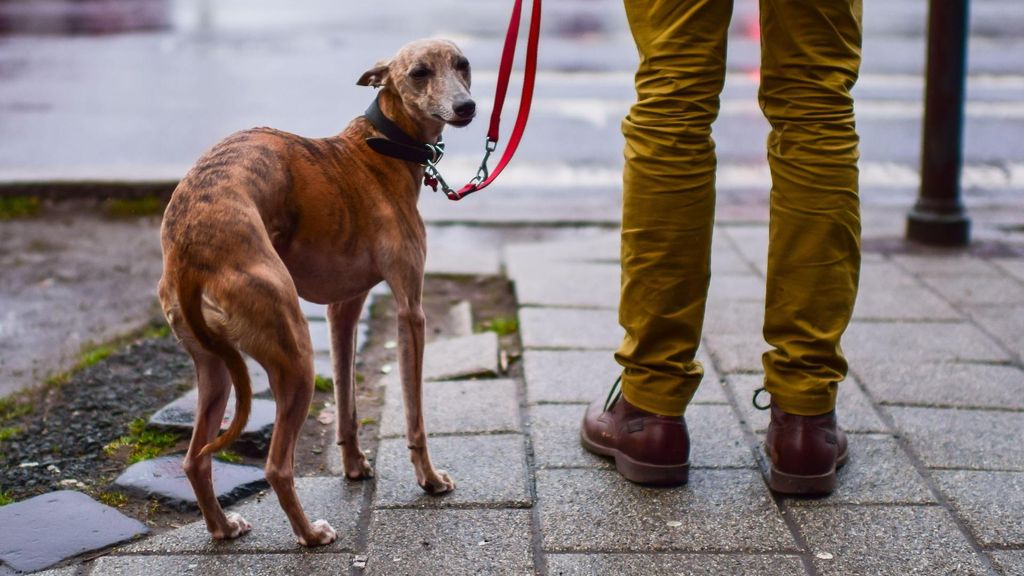 10 signs a dog is stressed | PetsRadar