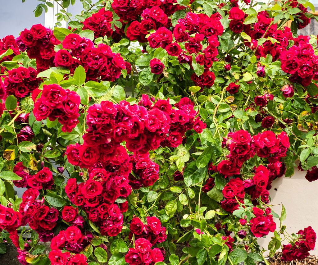 Fast Growing Climbing Roses: 8 Quick Picks For Vertical Wins ...