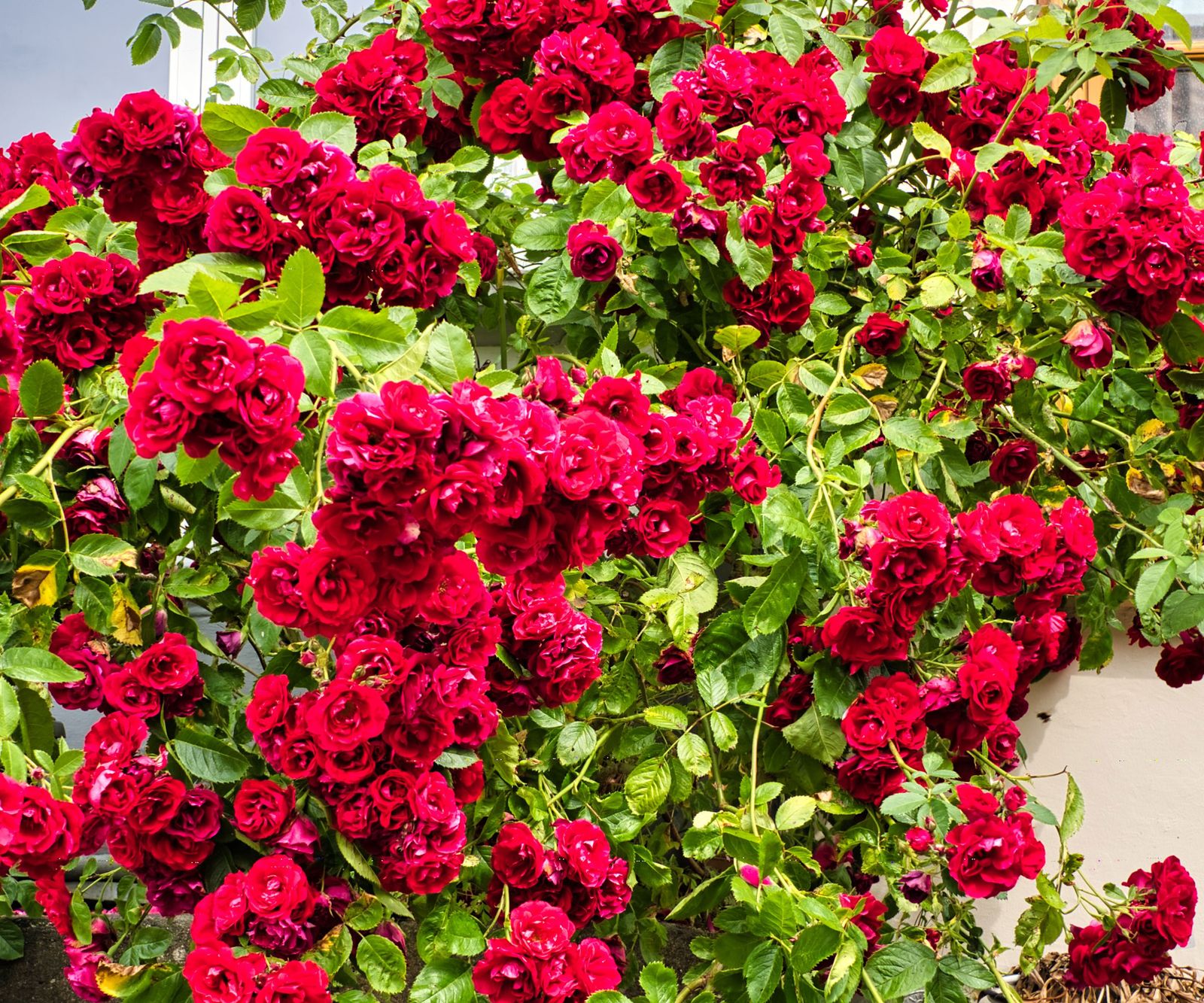 Fast Growing Climbing Roses: 8 Quick Picks For Vertical Wins ...