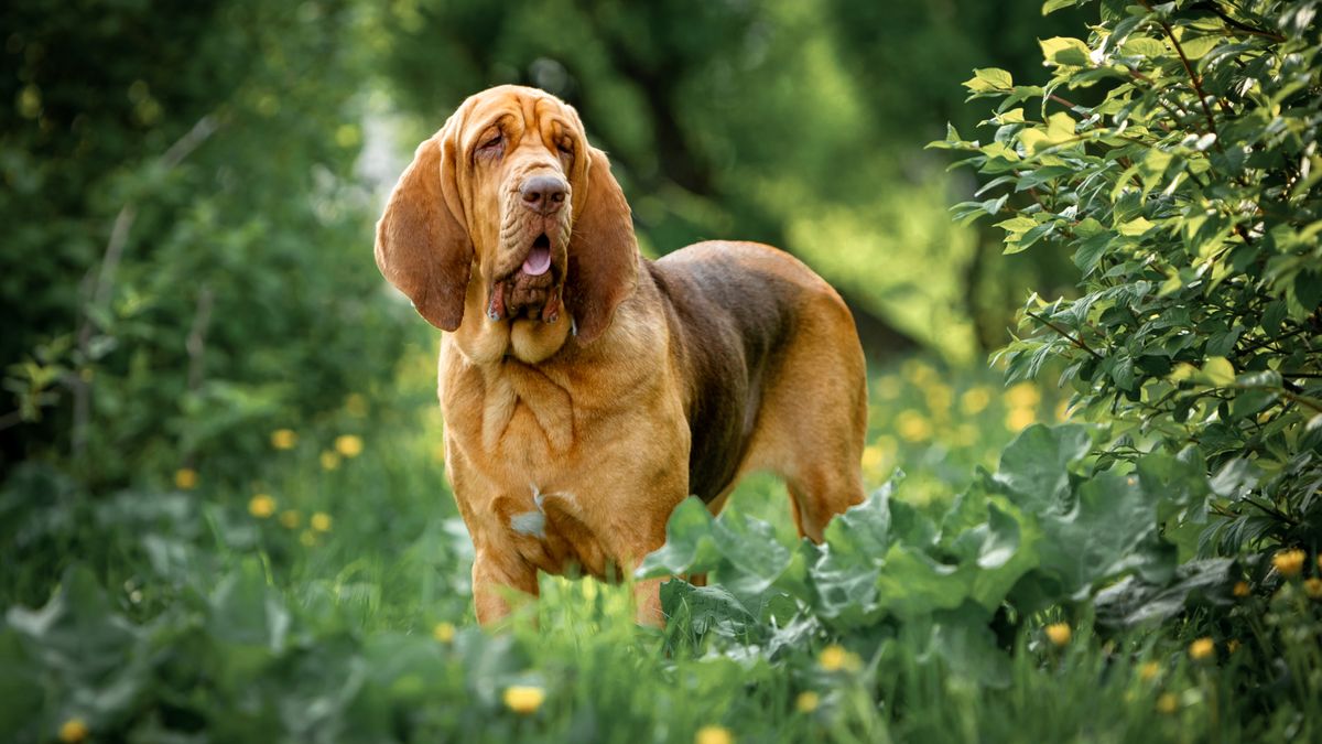 32 dog breeds that are the biggest droolers | PetsRadar