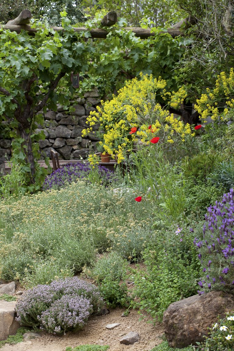 Mediterranean gardens: design ideas and planting tips for a bright ...