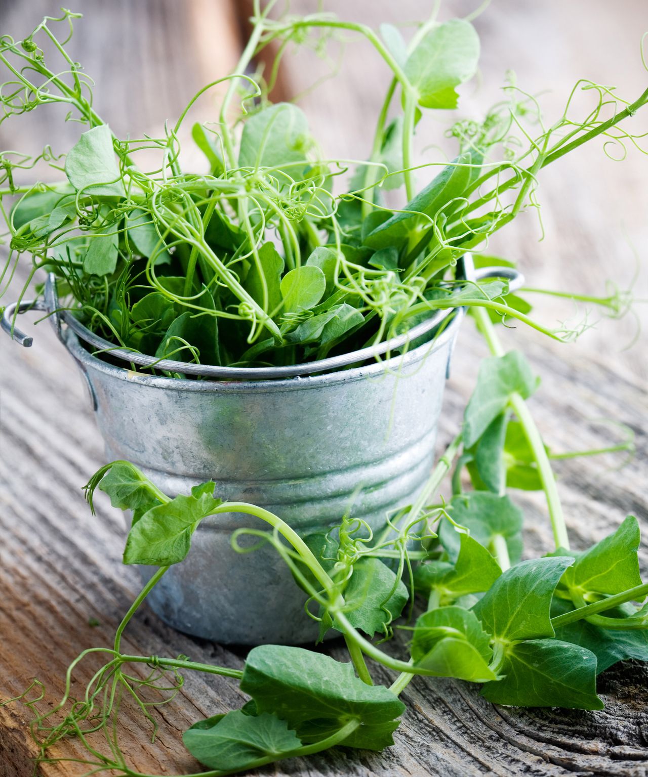 How to grow peas: expert sowing, planting and care tips | Gardeningetc