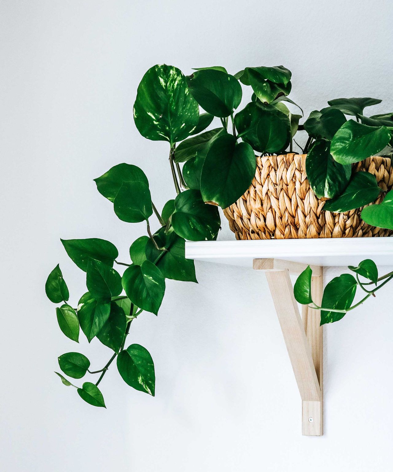 8 of the best tiny houseplants for small spaces and gift giving | Homes ...