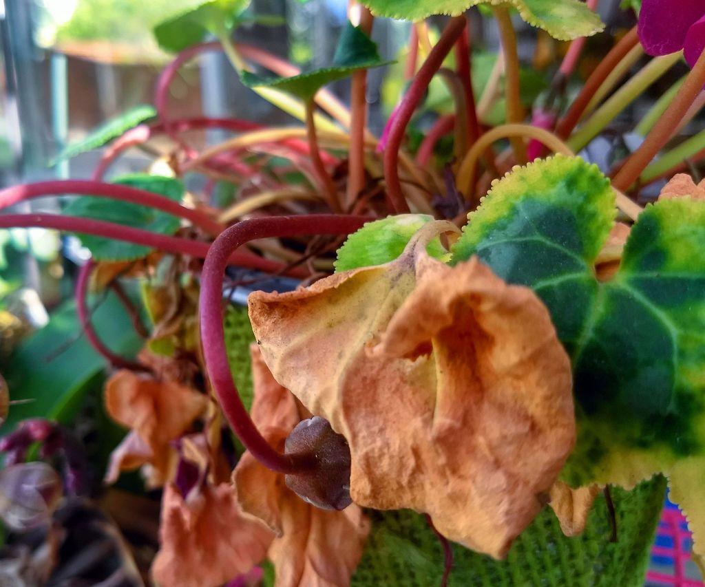 Why Is Cyclamen Drooping? Plus, How To Keep Yours Perky | Gardening ...