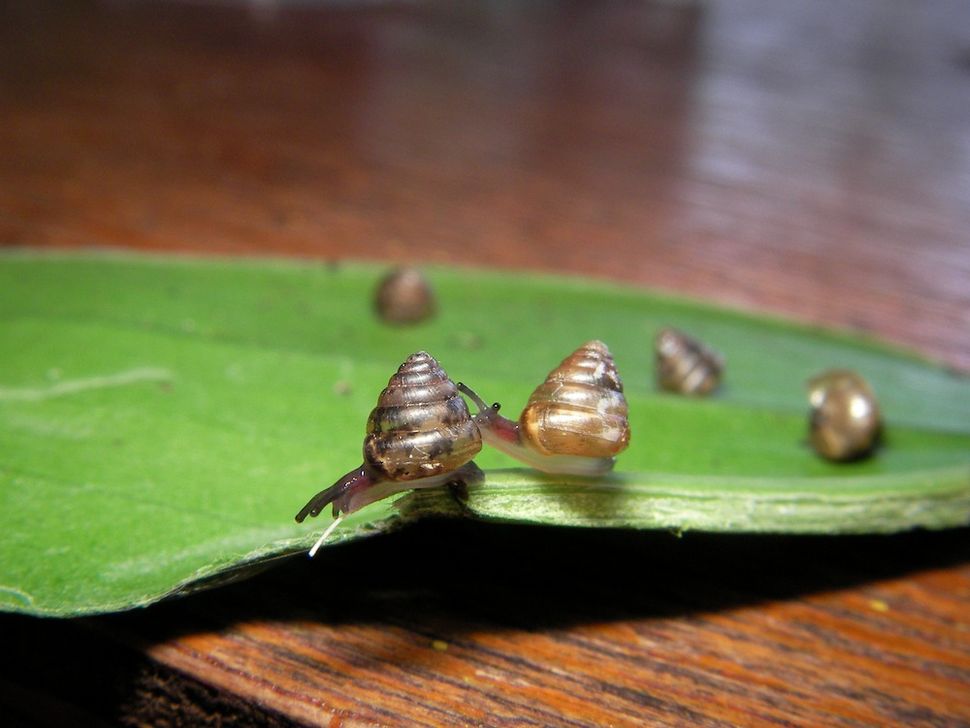 Photos: Gorgeous Neon Malaysian Snails: Page 2 | Live Science