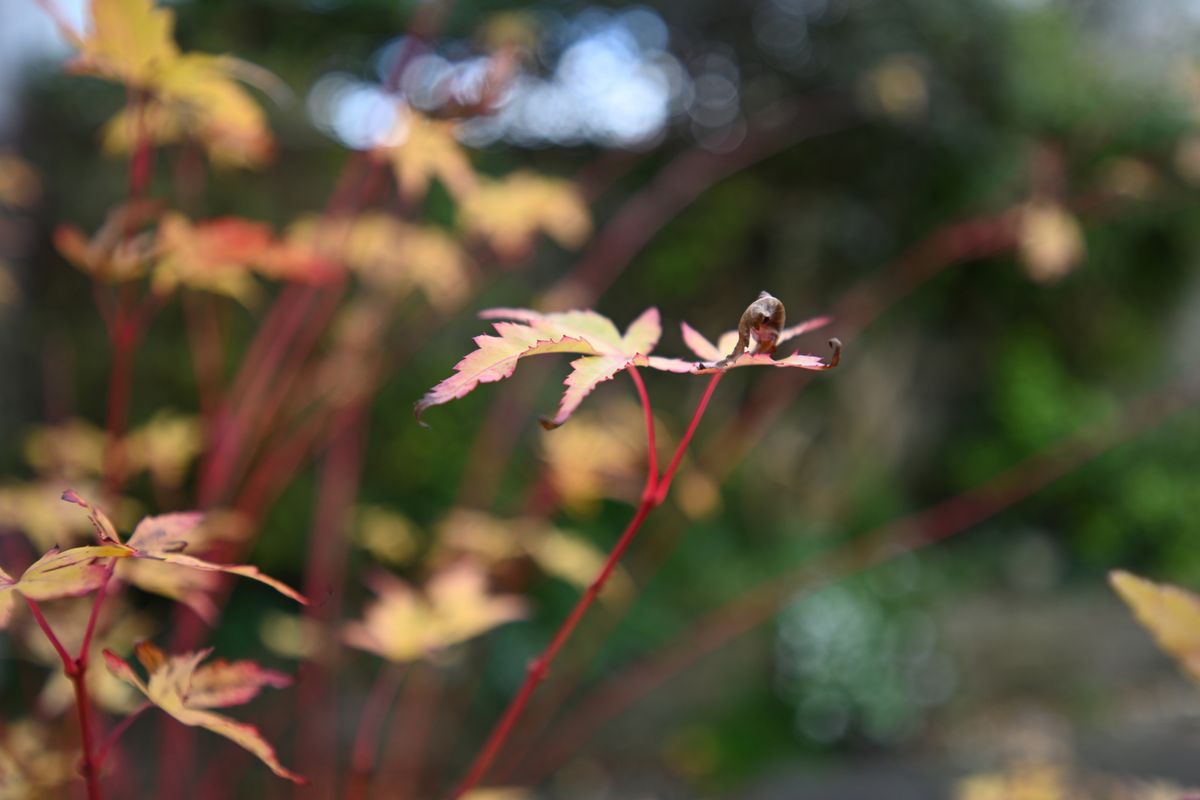 Nikon Z 17-28mm f/2.8 review | Digital Camera World