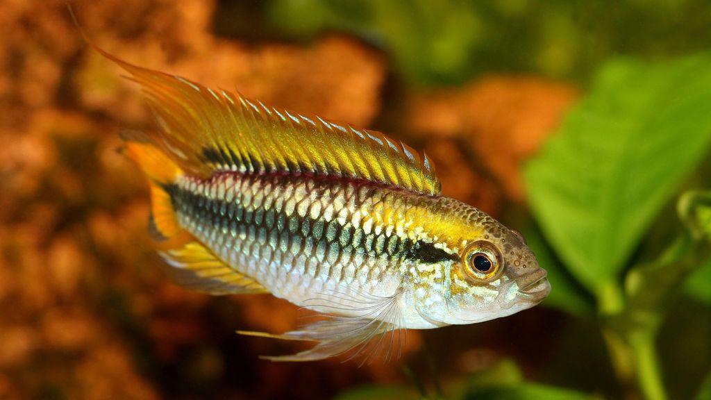 Types of freshwater fish for pets you can keep at home | PetsRadar