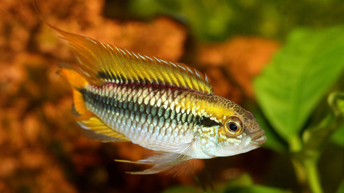 Types of freshwater fish for pets you can keep at home | PetsRadar