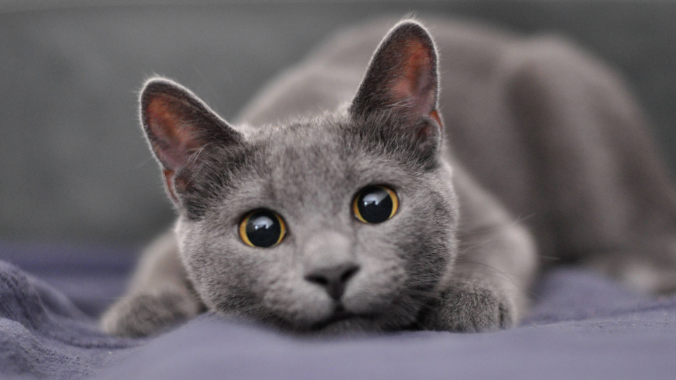 Hypoallergenic cat breeds: The 12 best options for allergy sufferers ...