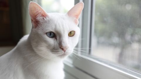15 white cat breeds that will melt your heart | PetsRadar