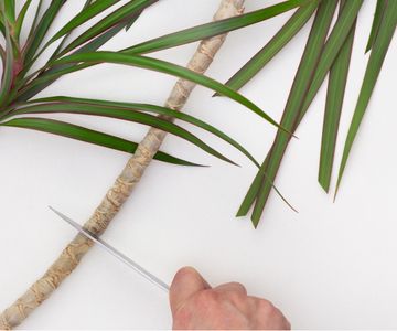 How to propagate a dragon tree in 3 easy steps | Homes and Gardens