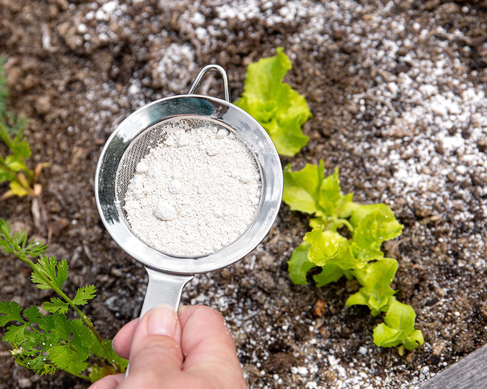 8 Steps To Rid Your Vegetable Garden Of Pests Naturally | Gardening ...