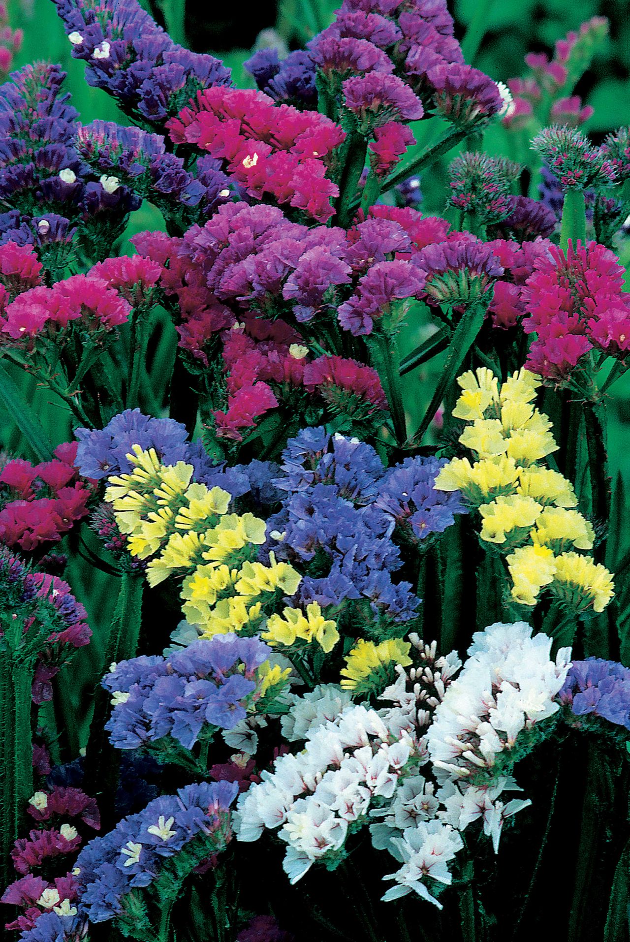 5 half-hardy flowers that will bring you lots of joy and colour this ...