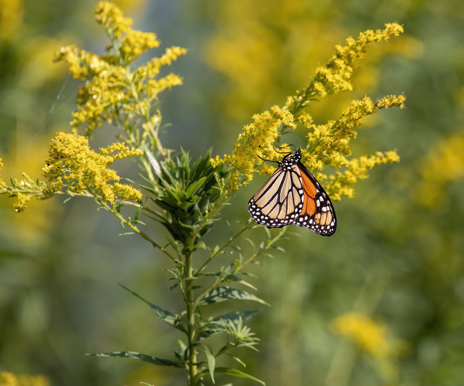 How to grow goldenrod: for a native perennial prairie plant | Homes and ...
