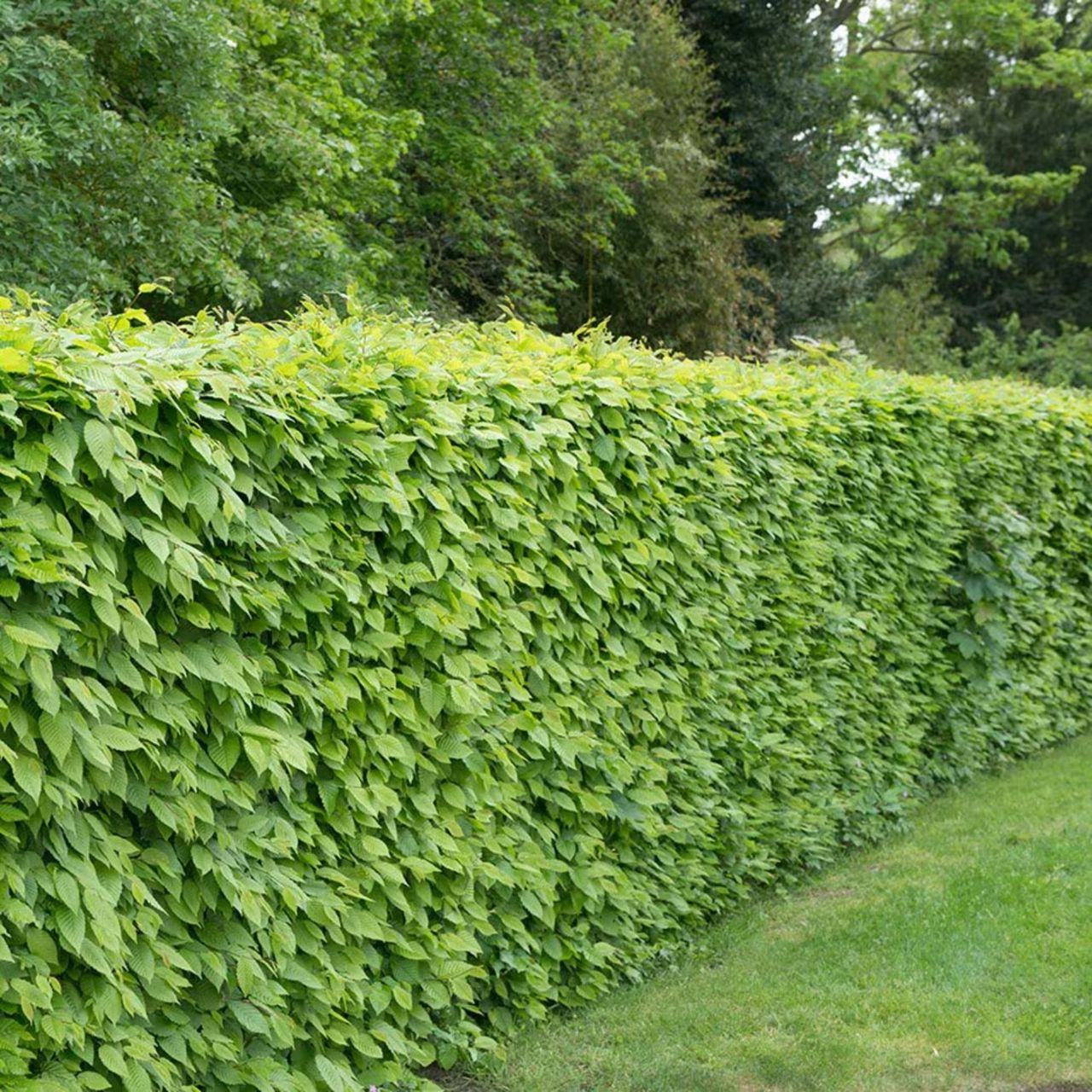 7 best fast-growing hedges to ramp up your garden's privacy | Ideal Home