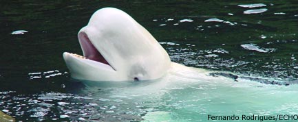 Whales - News and Scientific Articles on Live Science | Live Science