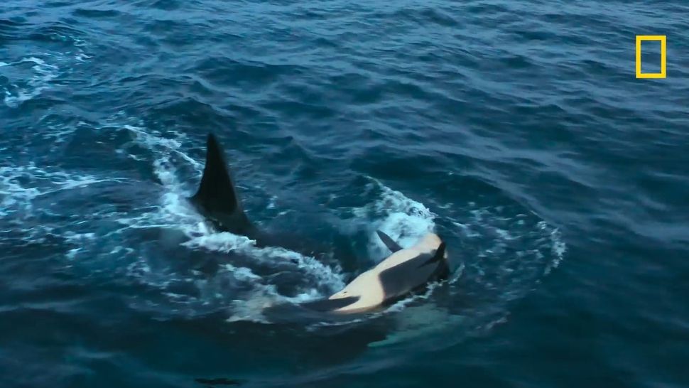 Brutal footage shows orca mom and son team up to drown another pod's ...