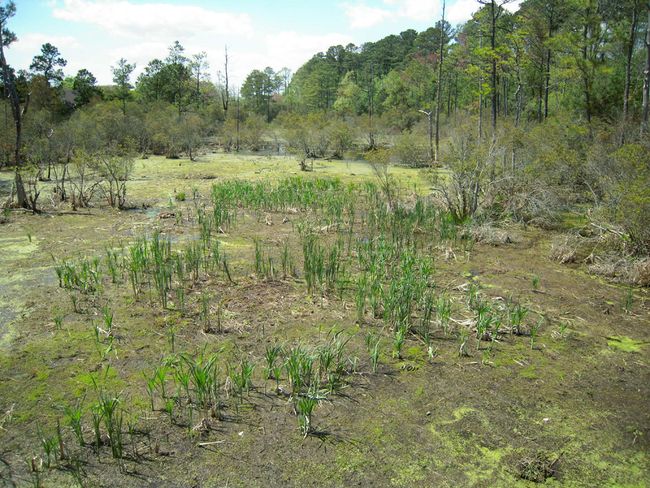 Photos: Spectacular saltwater marshes of the Eastern US | Live Science