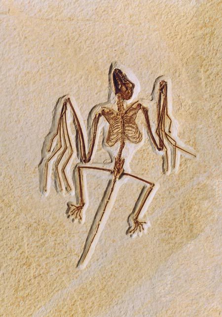 Early Bats Flew Without Navigation | Live Science