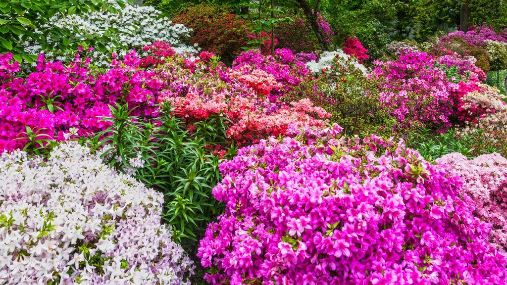 These 10 Flowering Bushes Will Knock Your Socks Off | Gardening Know How