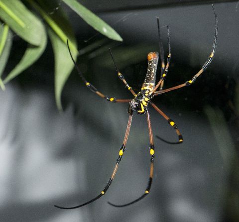 Creepy, Crawly & Incredible: Photos of Spiders | Live Science