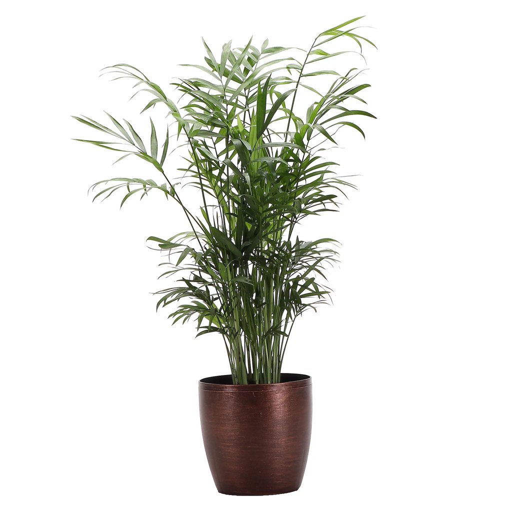 Common Parlor Palm Problems and How to Fix them | Livingetc