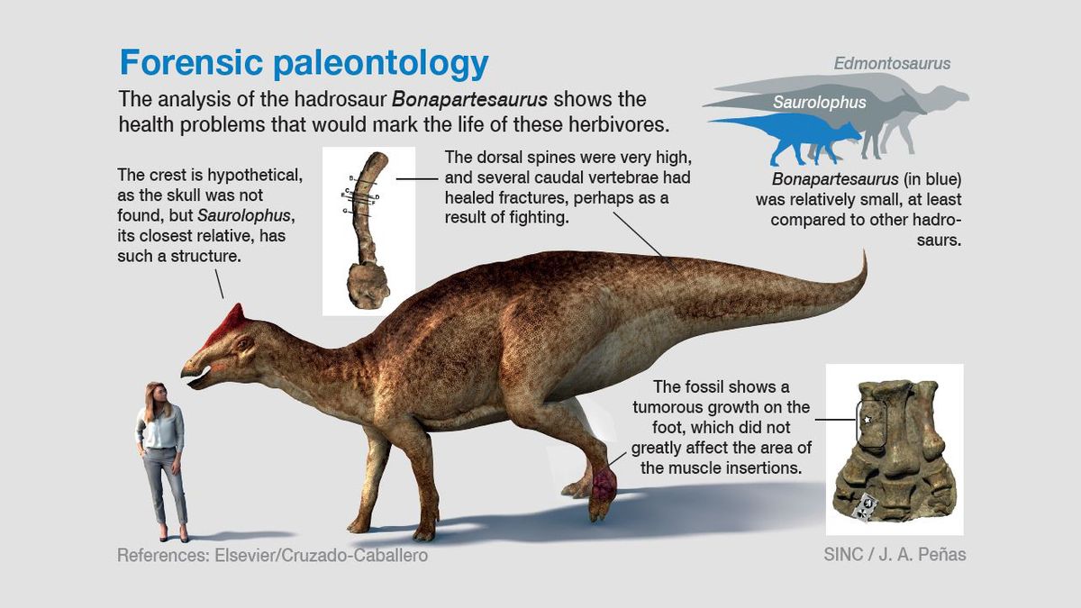 Beat-up duck-billed dinosaur had cracked tailbones and 'cauliflower ...