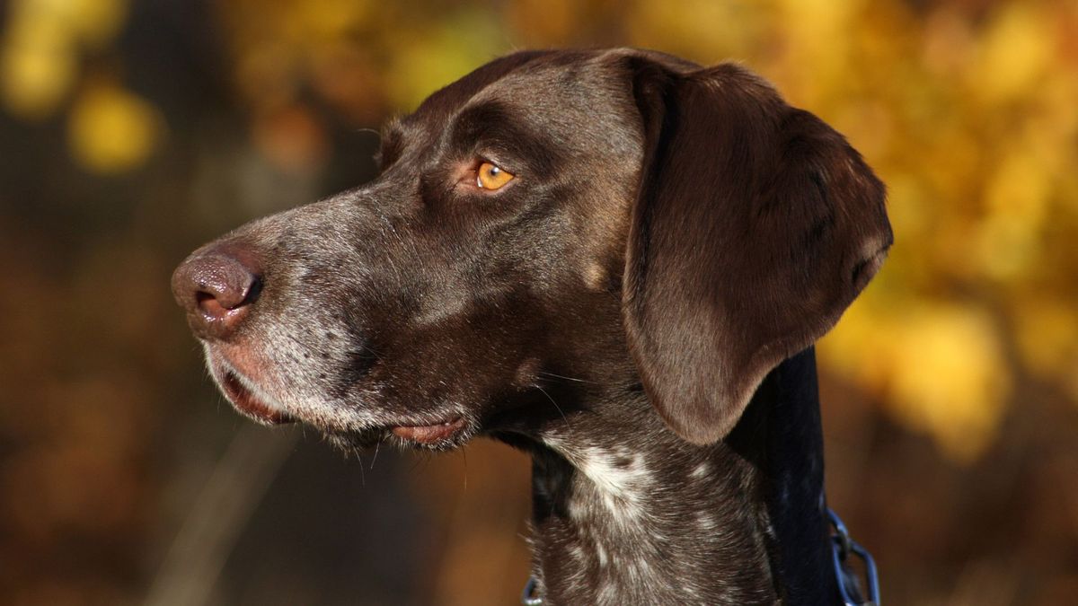 German Shorthaired Pointer: Breed profile | PetsRadar