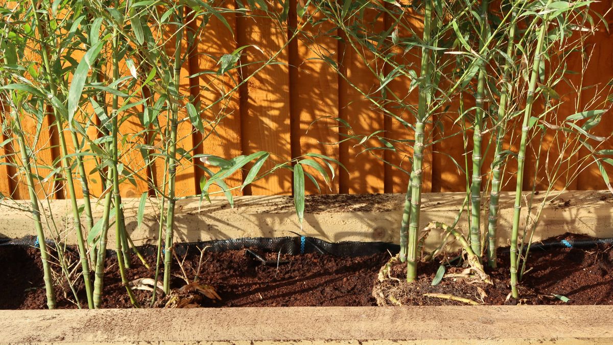 7 clever uses for bamboo in your home and garden | Tom's Guide