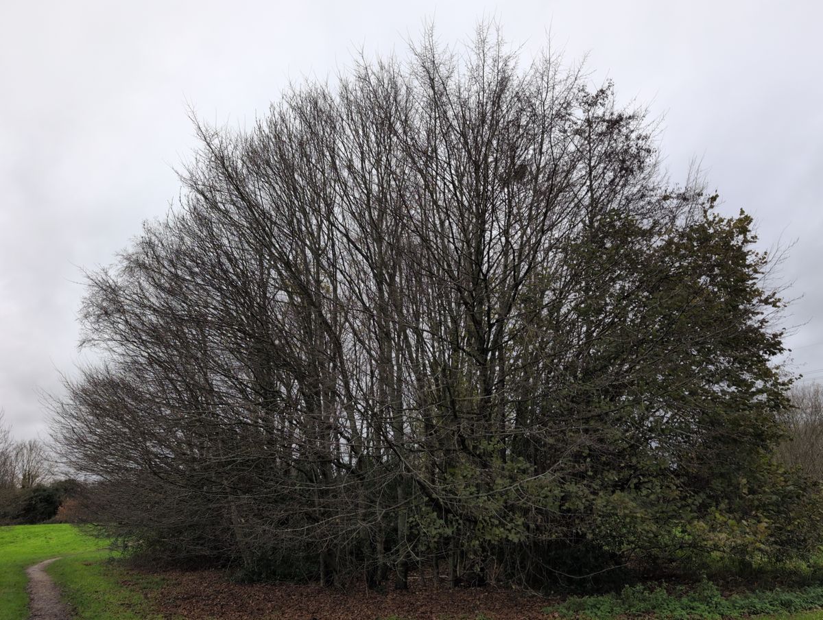 I tried this 'zero-AI' app on the iPhone 15 Pro Max and Pixel 9 Pro to ...