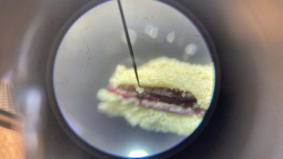 Swift SW200DL Compound Monocular Microscope Review | Live Science