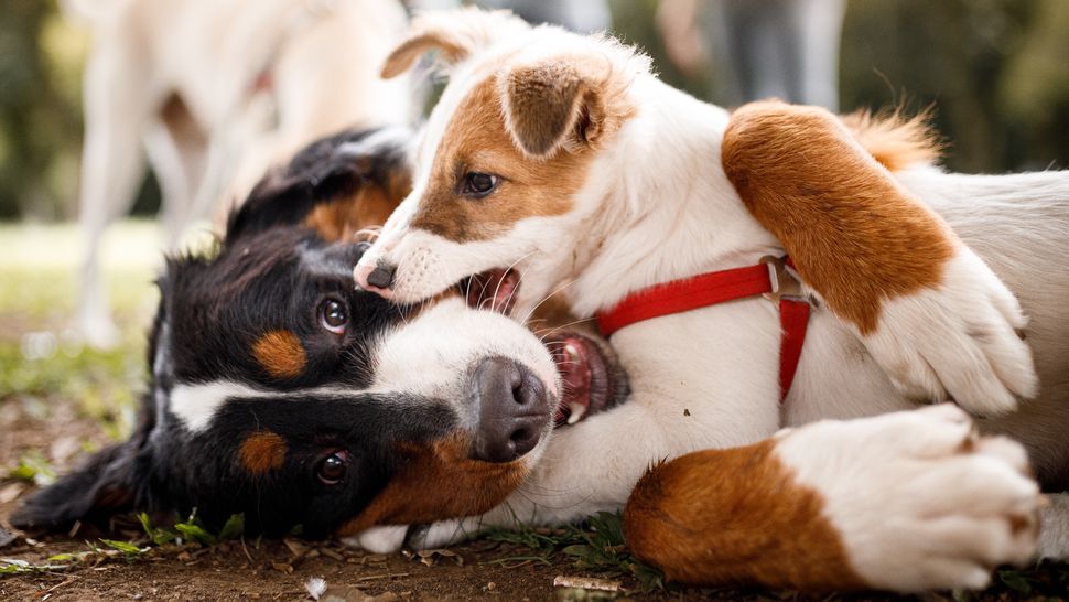 I'm a dog behaviorist and these are my 6 tips for socializing a puppy ...