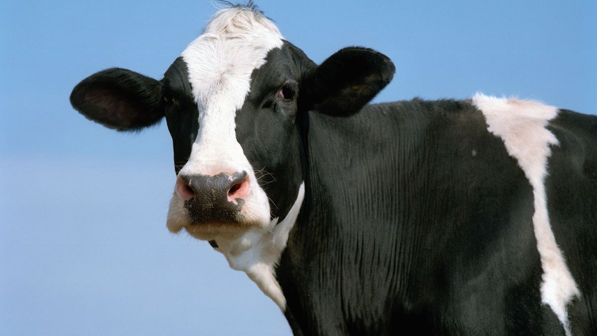 25 of the most expensive pets in the world | PetsRadar