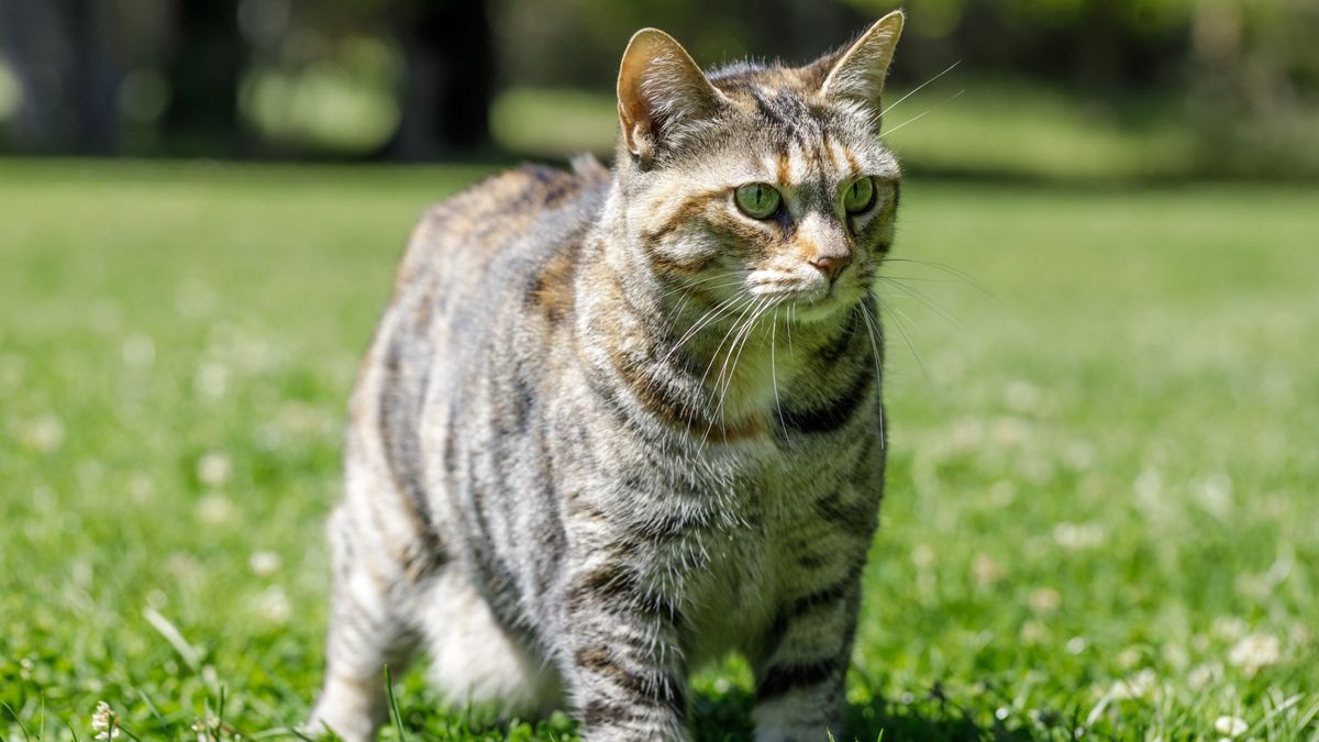32 cat breeds that prefer being outdoors | PetsRadar