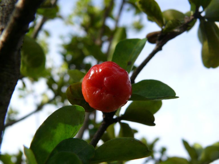 Acerola Tree Care: How To Grow Barbados Cherry Trees | Gardening Know How