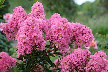 Best Trees to Grow in Pots – 15 Expert-Recommended Picks | Livingetc