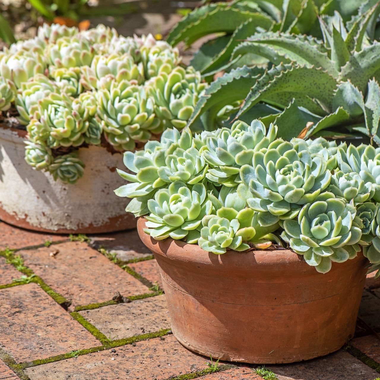 Can you grow succulents outdoors? The key facts to know | Ideal Home
