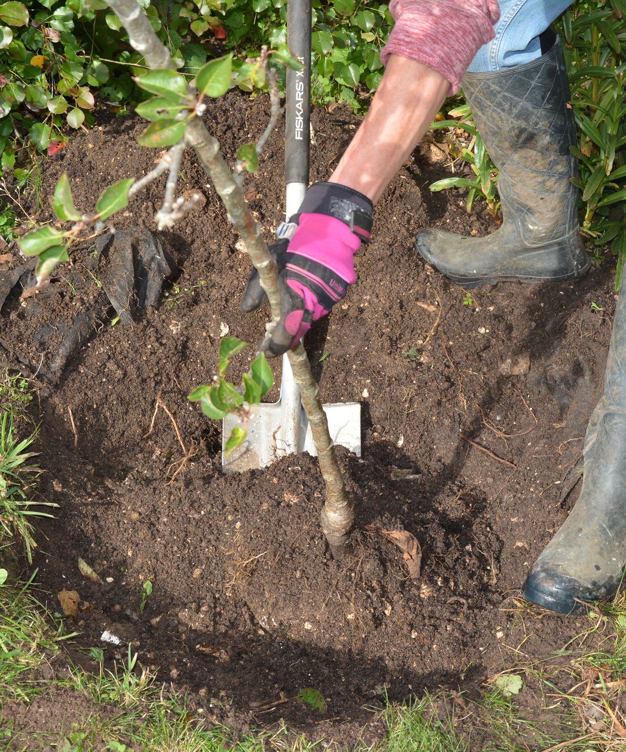How to transplant a shrub so it thrives in its new location | Homes and ...