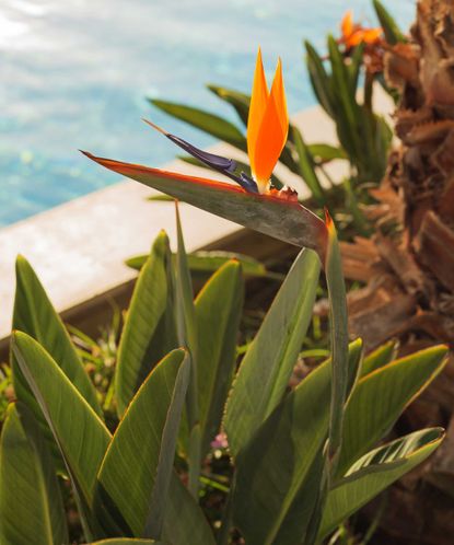 Best plants for around a pool: 10 perfect options | Homes and Gardens