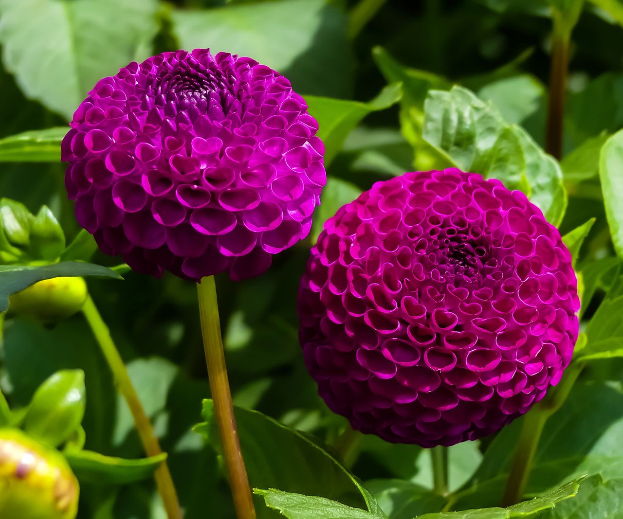 Types of dahlias: 16 showstoppers for beds and borders | Homes and Gardens