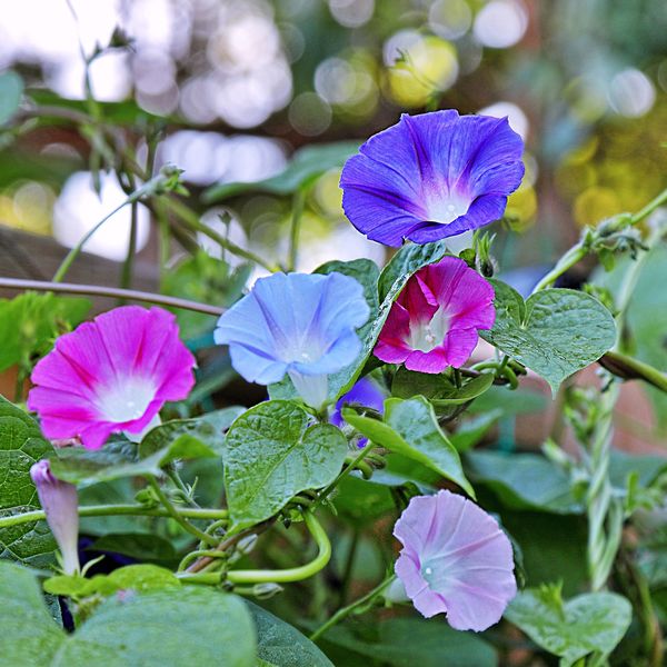 Tips & Information about Vines | Gardening Know How