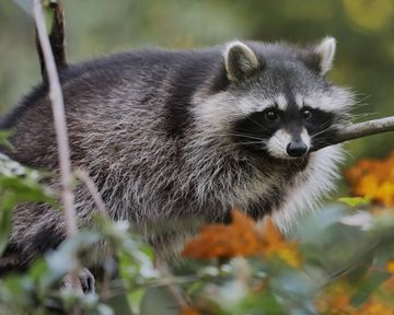 The 7 Most Common Animal Pests Wreaking Havoc in Your Garden ...