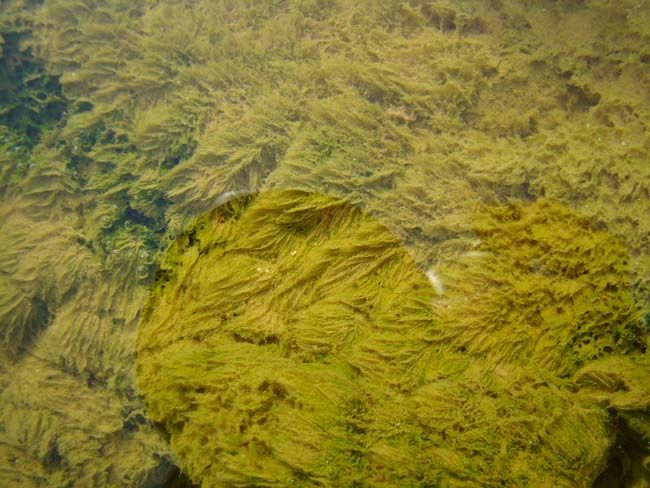 What Mars Fossils Might Look Like | Space