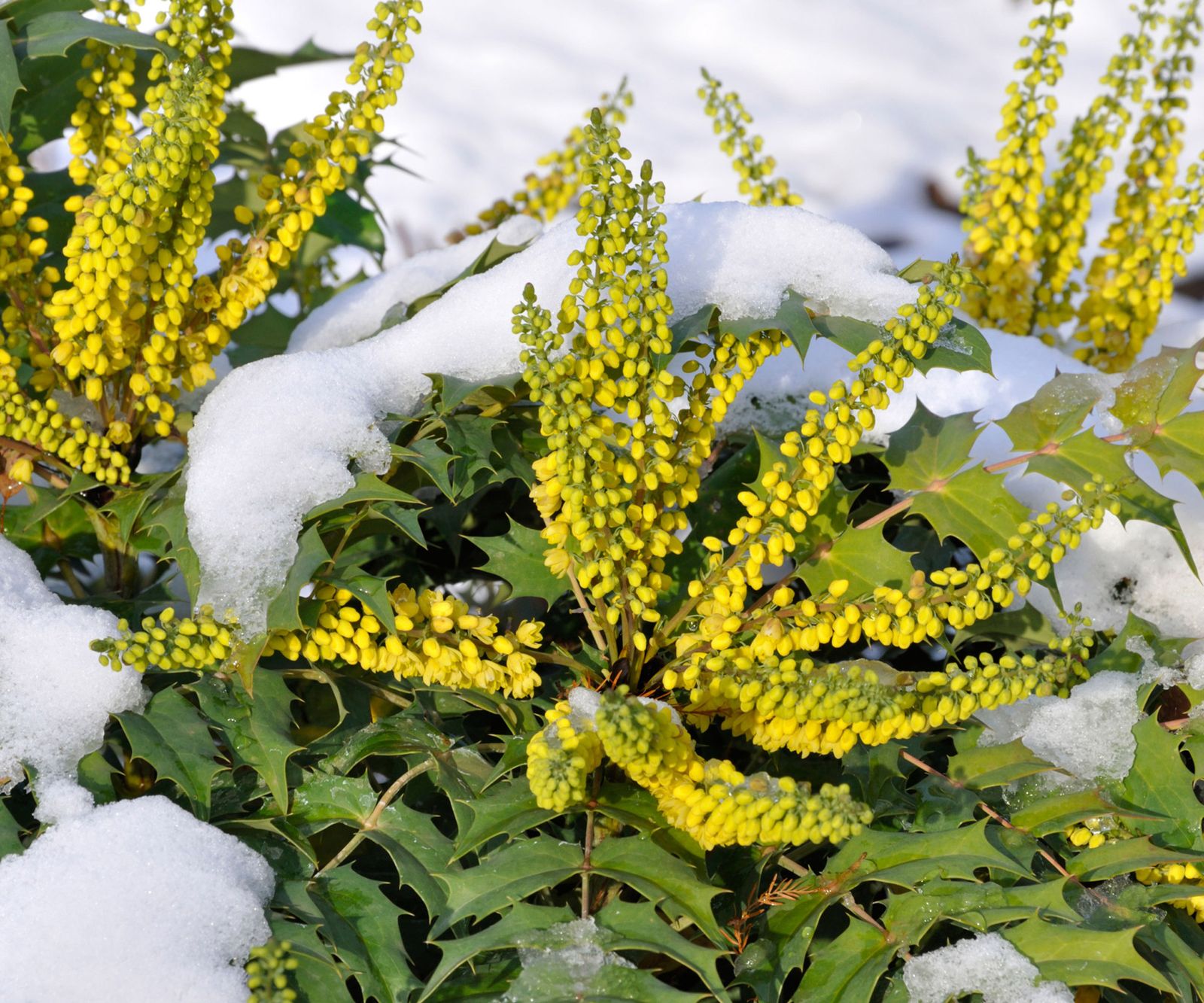Mahonia care and growing guide: expert tips for cultivation | Homes and ...