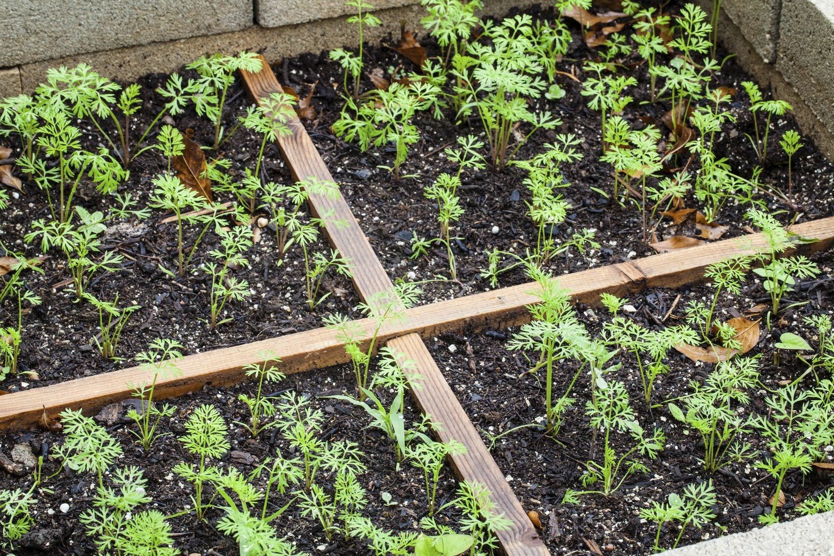 Vegetable Garden Layout Ideas: Planning A Vegetable Garden Layout ...