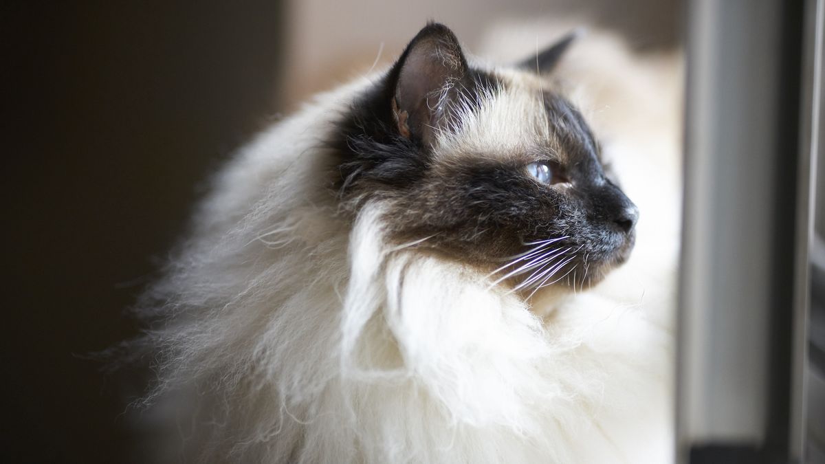 Birman cats: 32 things you didn’t know about this breed | PetsRadar