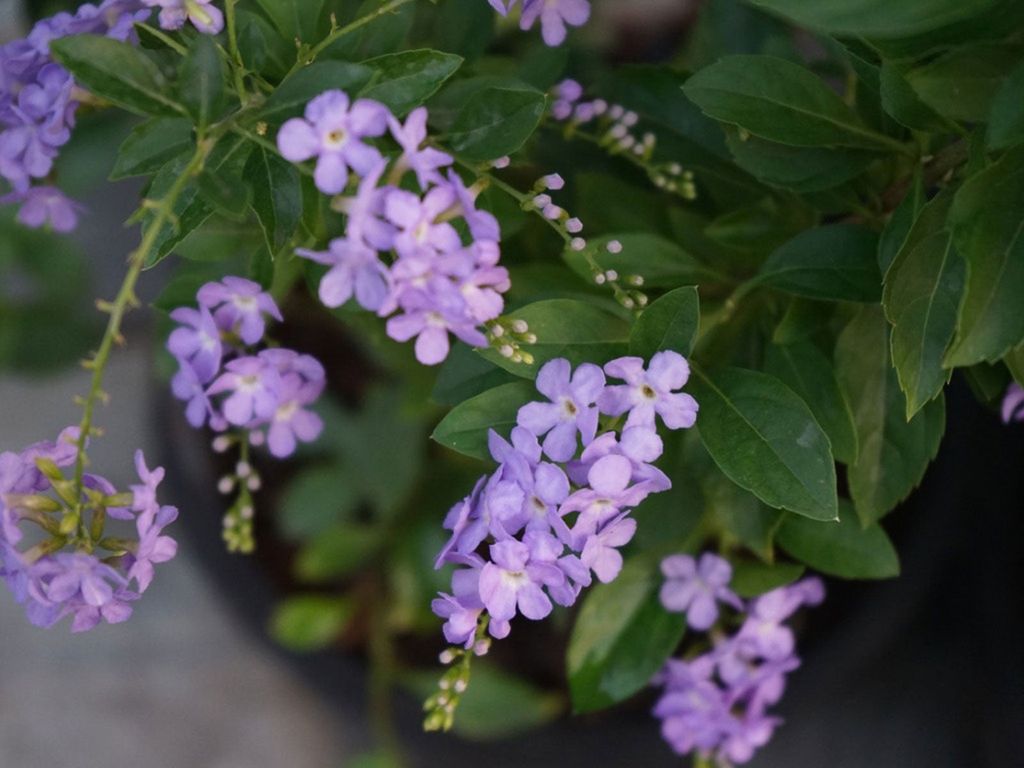 Duranta Flowering Plant Care - Tips For Growing Duranta Plants ...