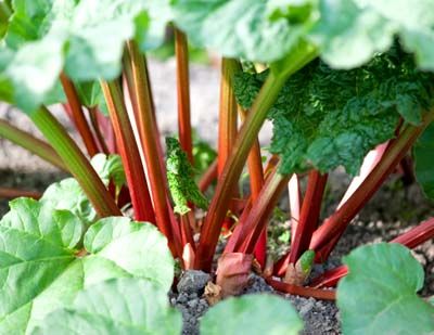 Rhubarb: The pink promise of spring | Country Life