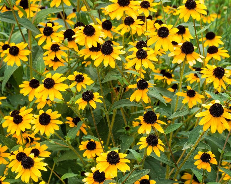 Yellow flowers: 16 pretty picks for your backyard | Gardeningetc