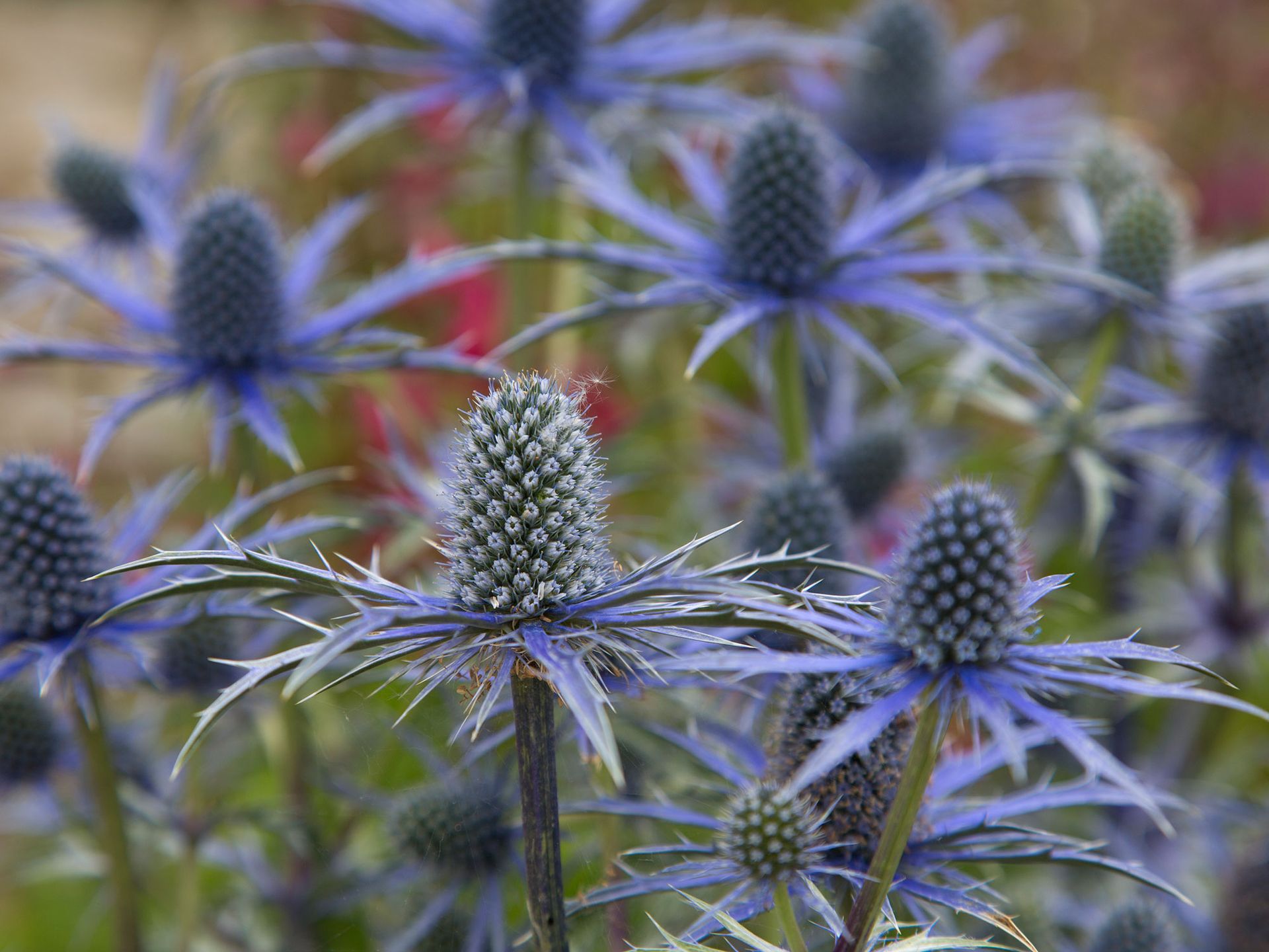 5 flowers to plant in November for gorgeous blooms next year | Livingetc